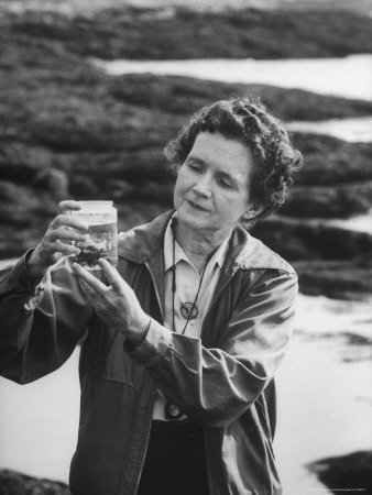 Rachel Carson | Rachel carson, Women in history, Extraordinary people