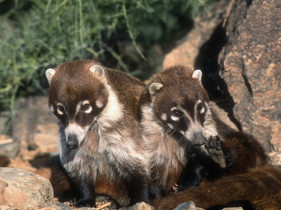 White Nosed Coati (Nasua narica): New World Ringtail With Noxious Scent ...
