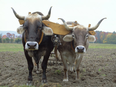 The Beautiful Messy Lords: The Trouble with Oxen