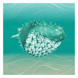 Close-up of a Puffer Fish, Bahamas Photographic Print at Art.com