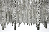 Aspen and Douglas Fir, Manti-Lasal National Forest, La Sal Mountains ...